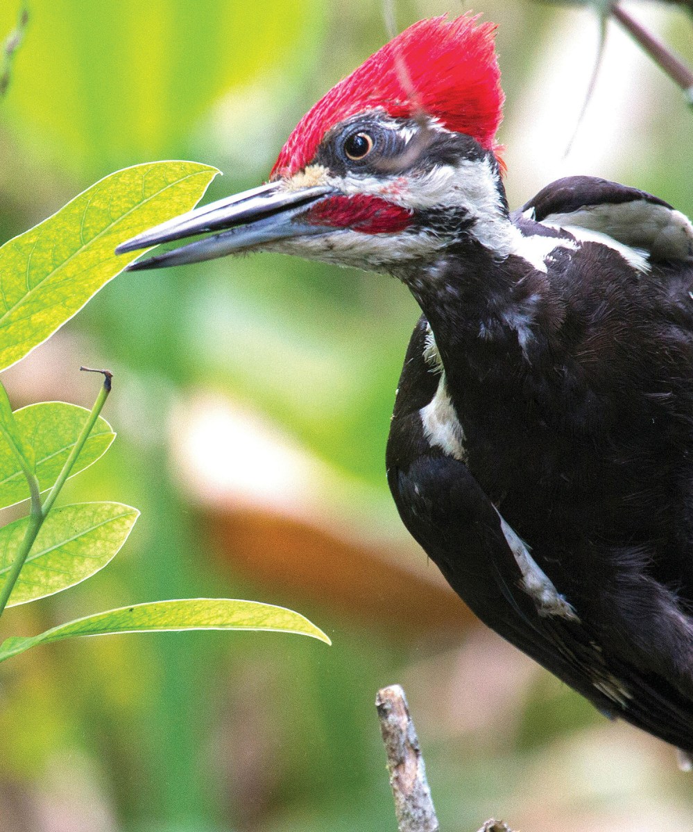 5 Birds You Will Likely Run Into on the Lumber – Friends of the Lumber